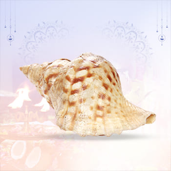 Importance of Sangu (Conch Shell)